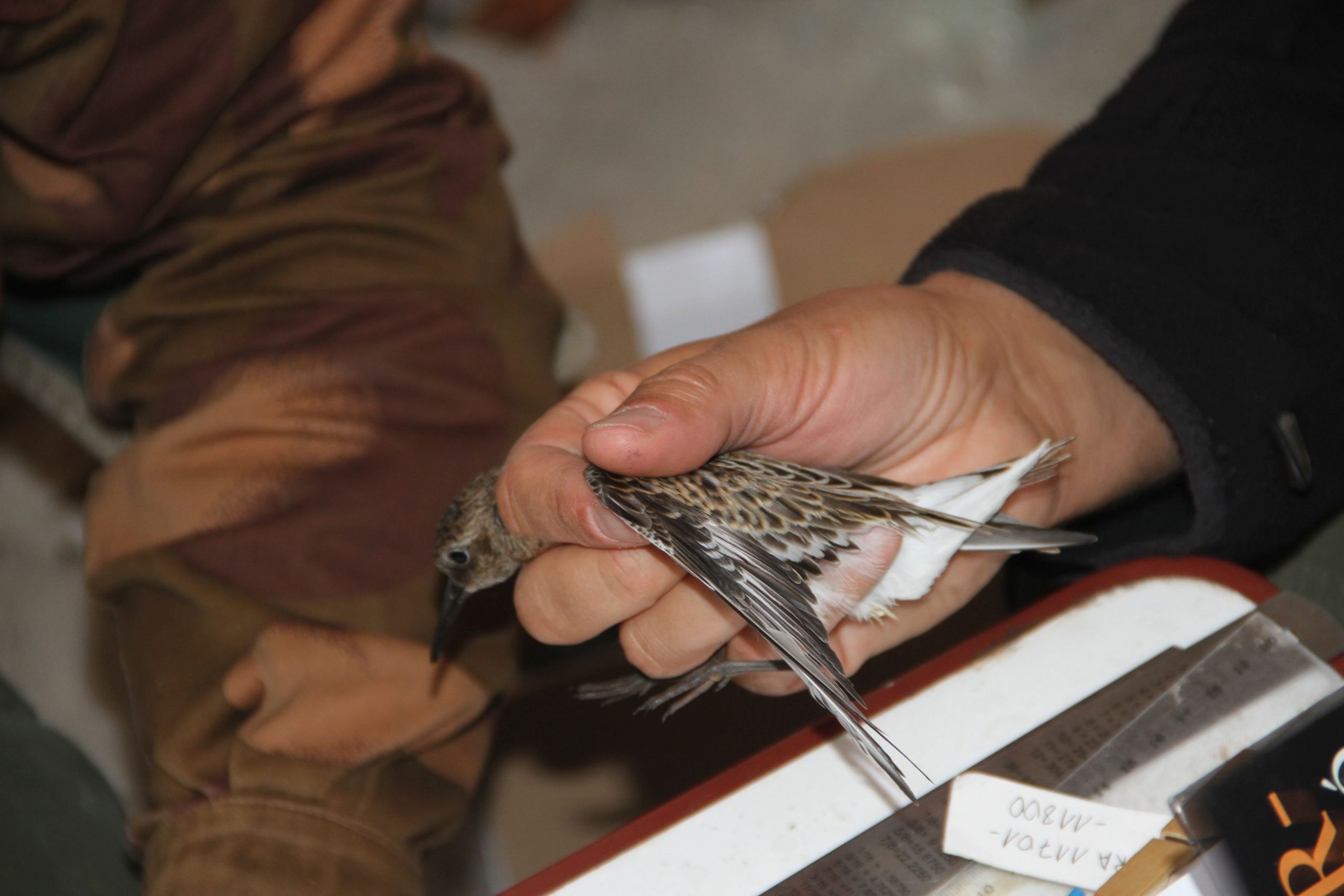 Tabăra de inelare de pe Grindul Chituc continuă și în 2015 – Milvus Group