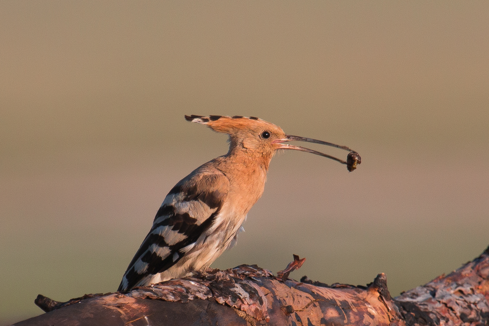 Announcing the “Romanian Breeding Bird Atlas” – Milvus Group