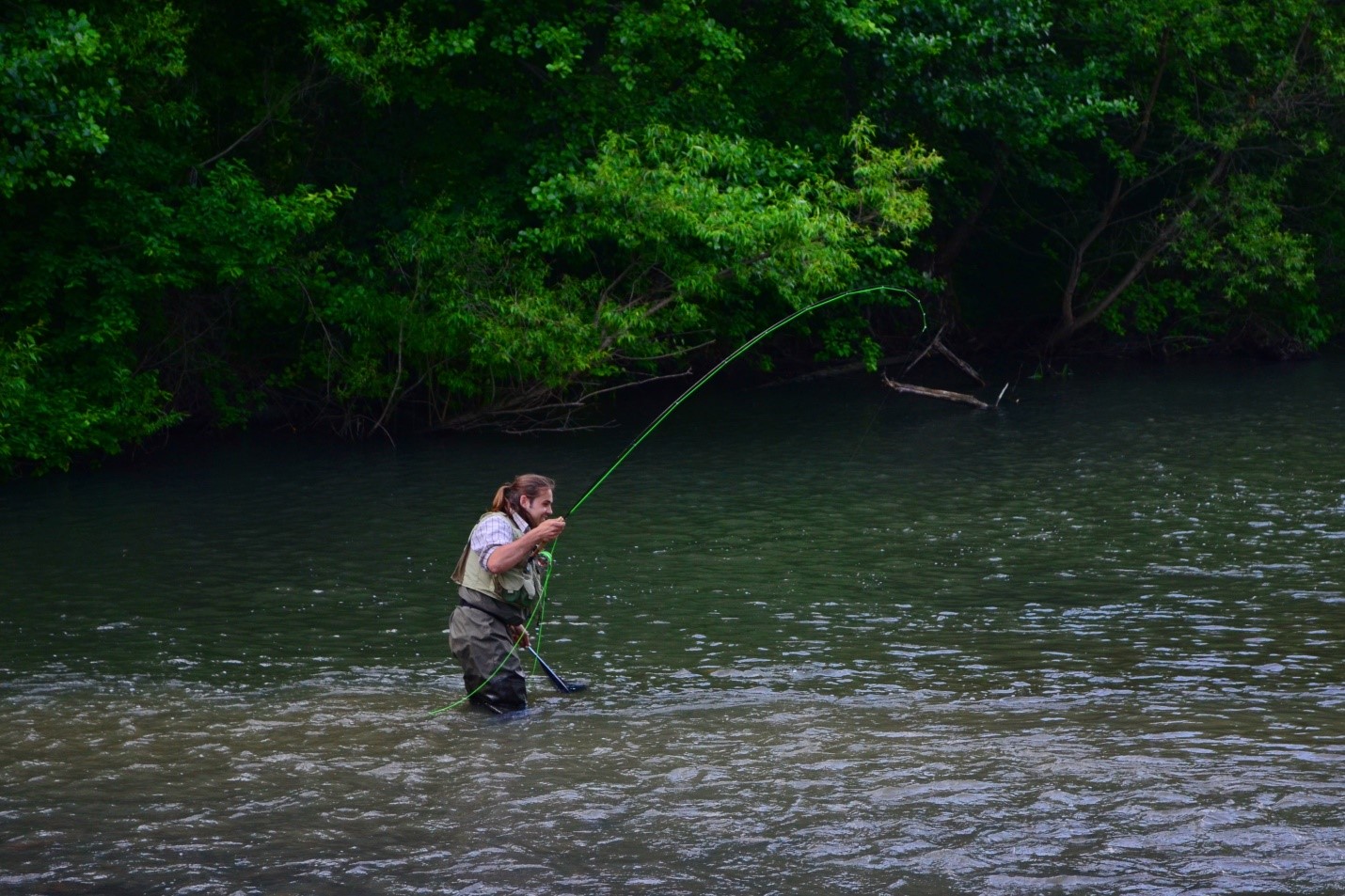 Haideți să protejăm împreună speciile de pești din Râul Mureș și ...