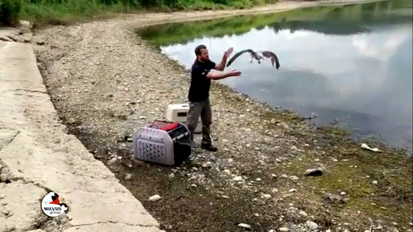 A plouat cu pescăruși – Milvus Group