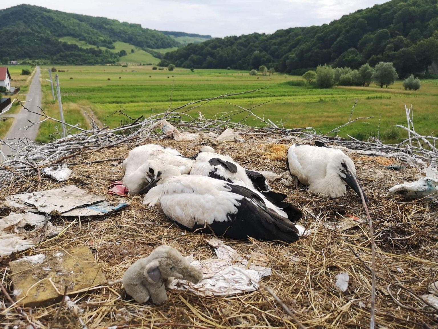 Un mamut crescut de berze – Milvus Group