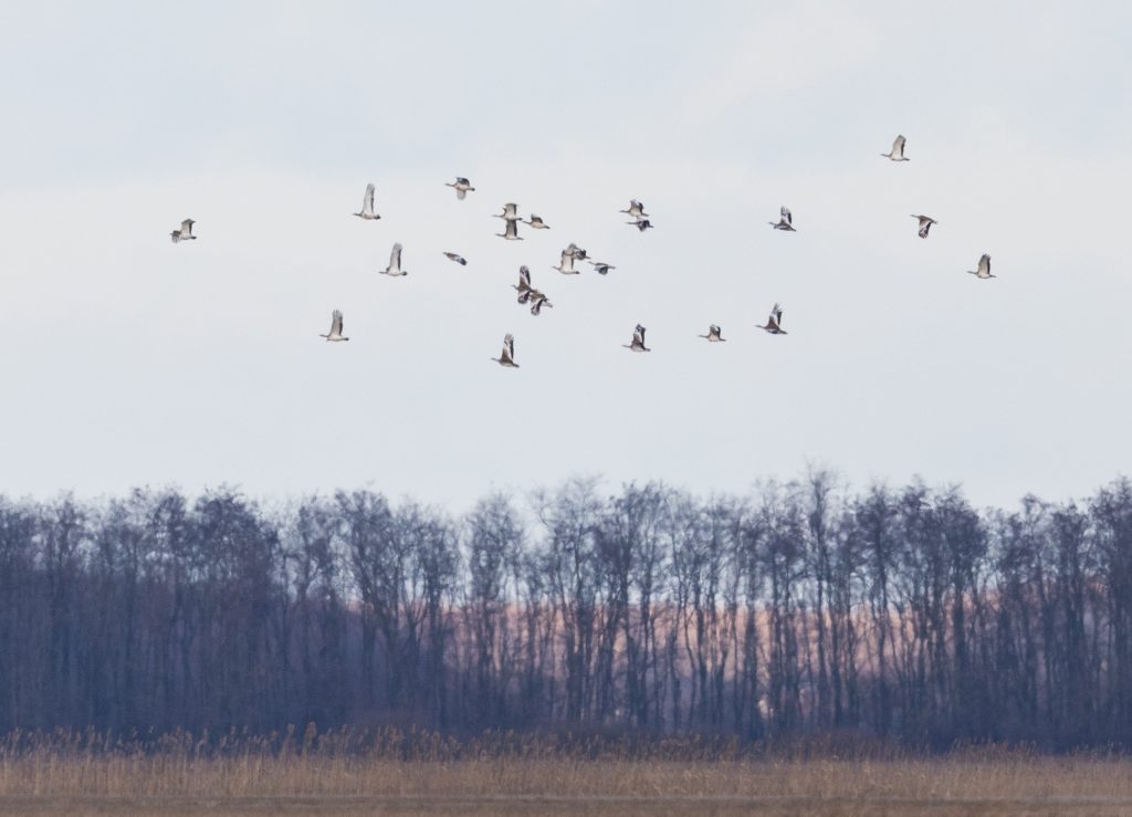 Dropia cuibărește în România! – Milvus Group