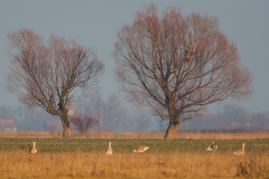 Dropia cuibărește în România! – Milvus Group