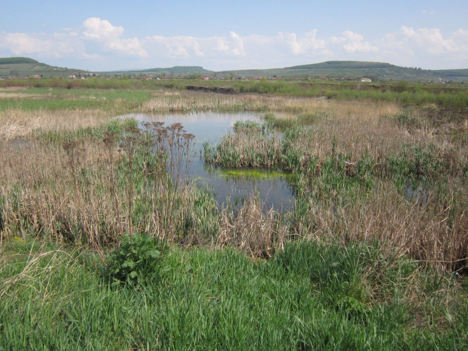 Situl Natura 2000: Râul Mureș între Iernuțeni și Periș – Milvus Group