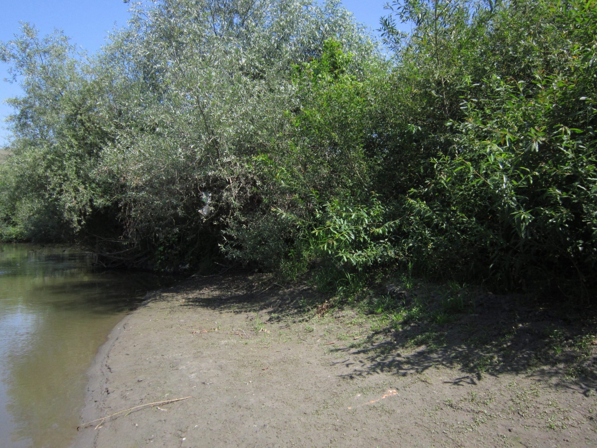 Situl Natura 2000: Râul Mureș între Iernuțeni și Periș – Milvus Group