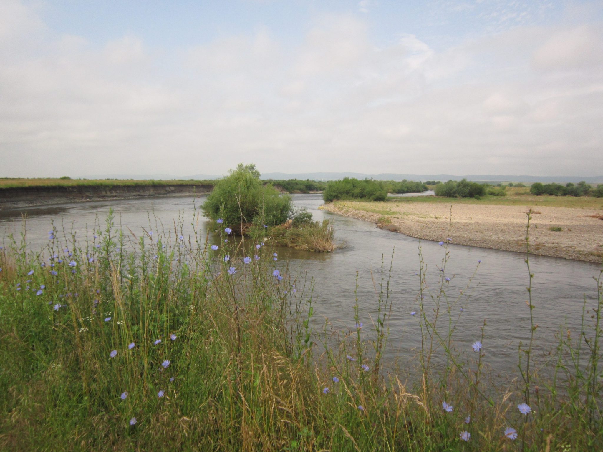 Situl Natura 2000: Râul Mureș între Iernuțeni și Periș – Milvus Group