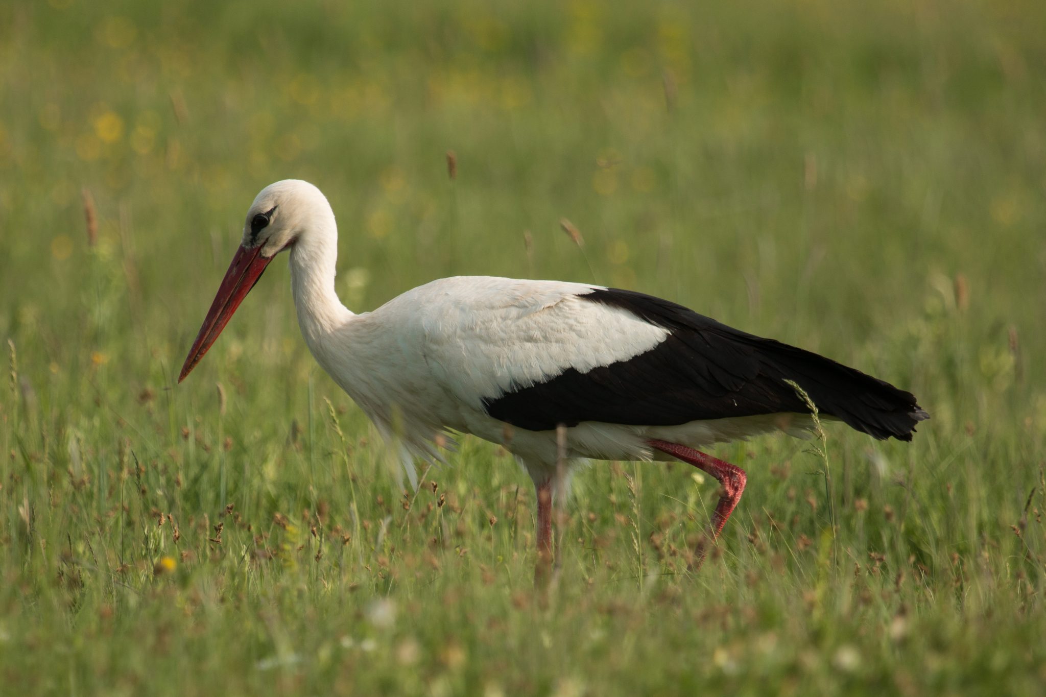 Barza albă – Milvus Group