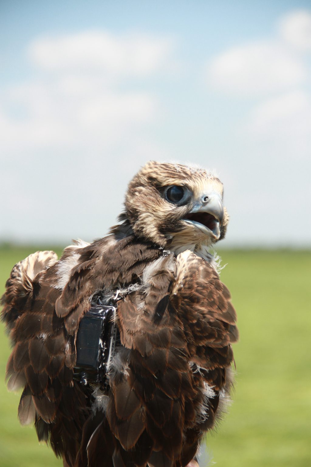 Saker Falcon – Milvus Group