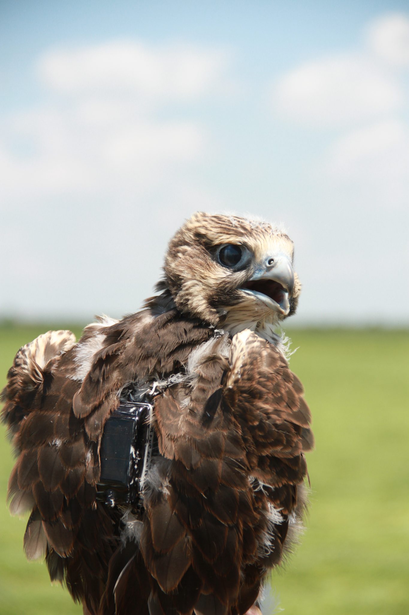 Saker Falcon – Milvus Group