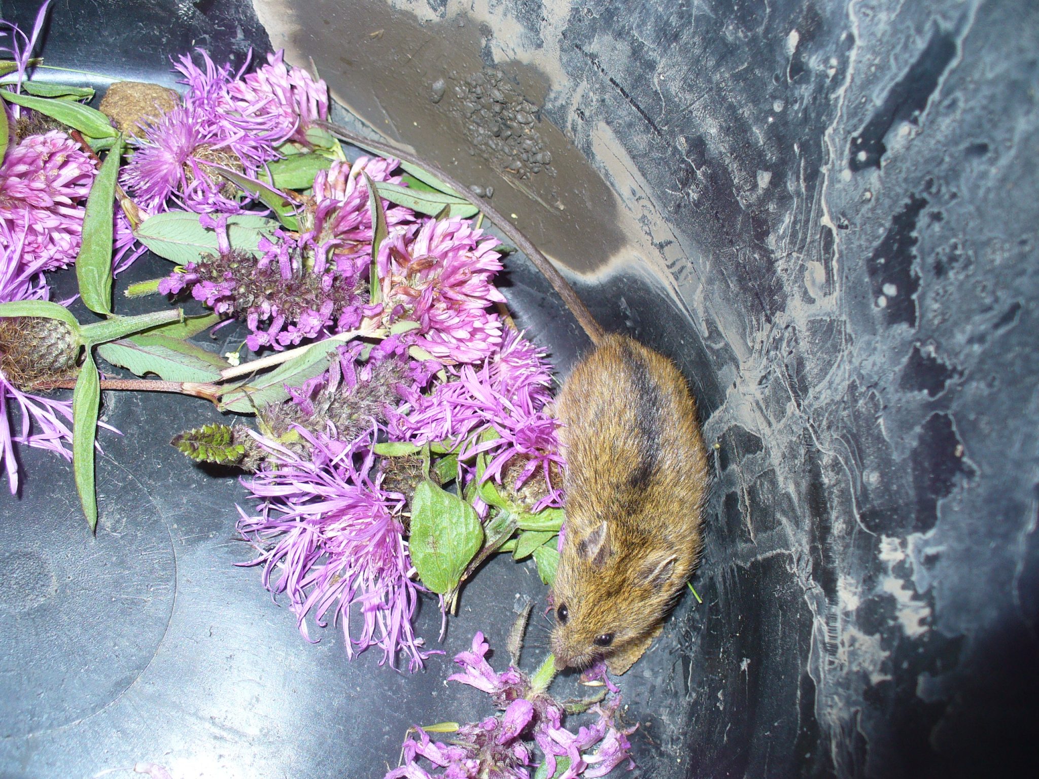 Birch Mice – Milvus Group
