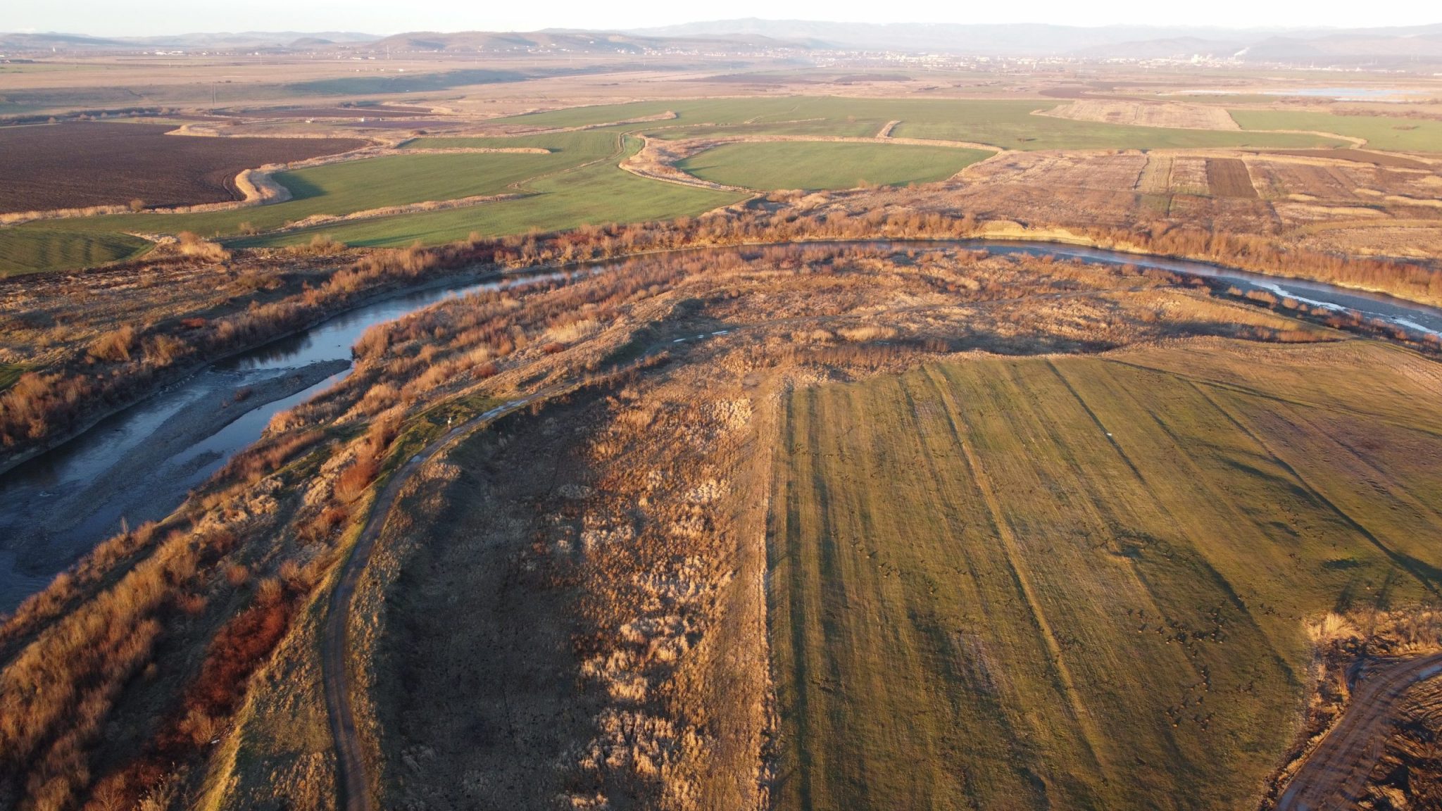 Râul Mureș, paradisul pierdut al amfibienilor – Milvus Group