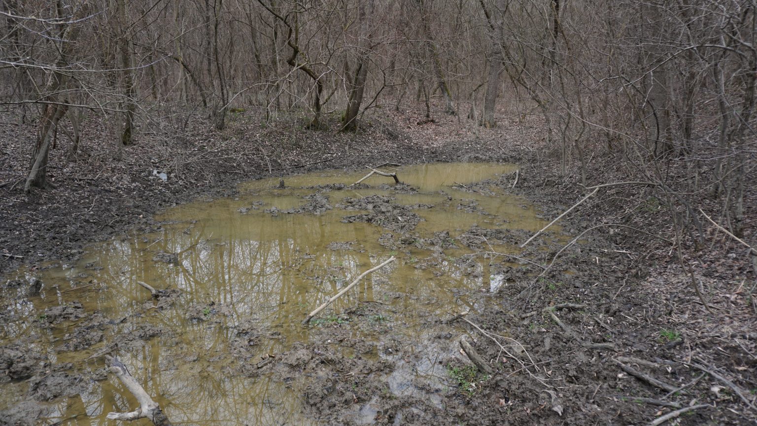 Râul Mureș, paradisul pierdut al amfibienilor – Milvus Group