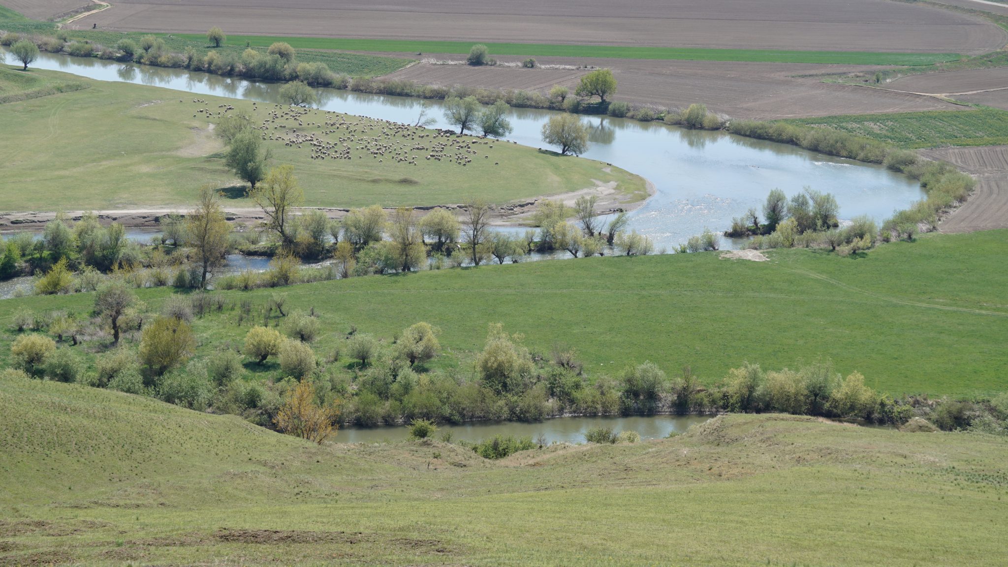 Râul Mureș, paradisul pierdut al amfibienilor – Milvus Group