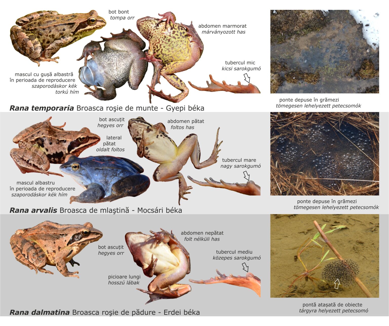 Milvus Group – Bird and Nature Protection Association