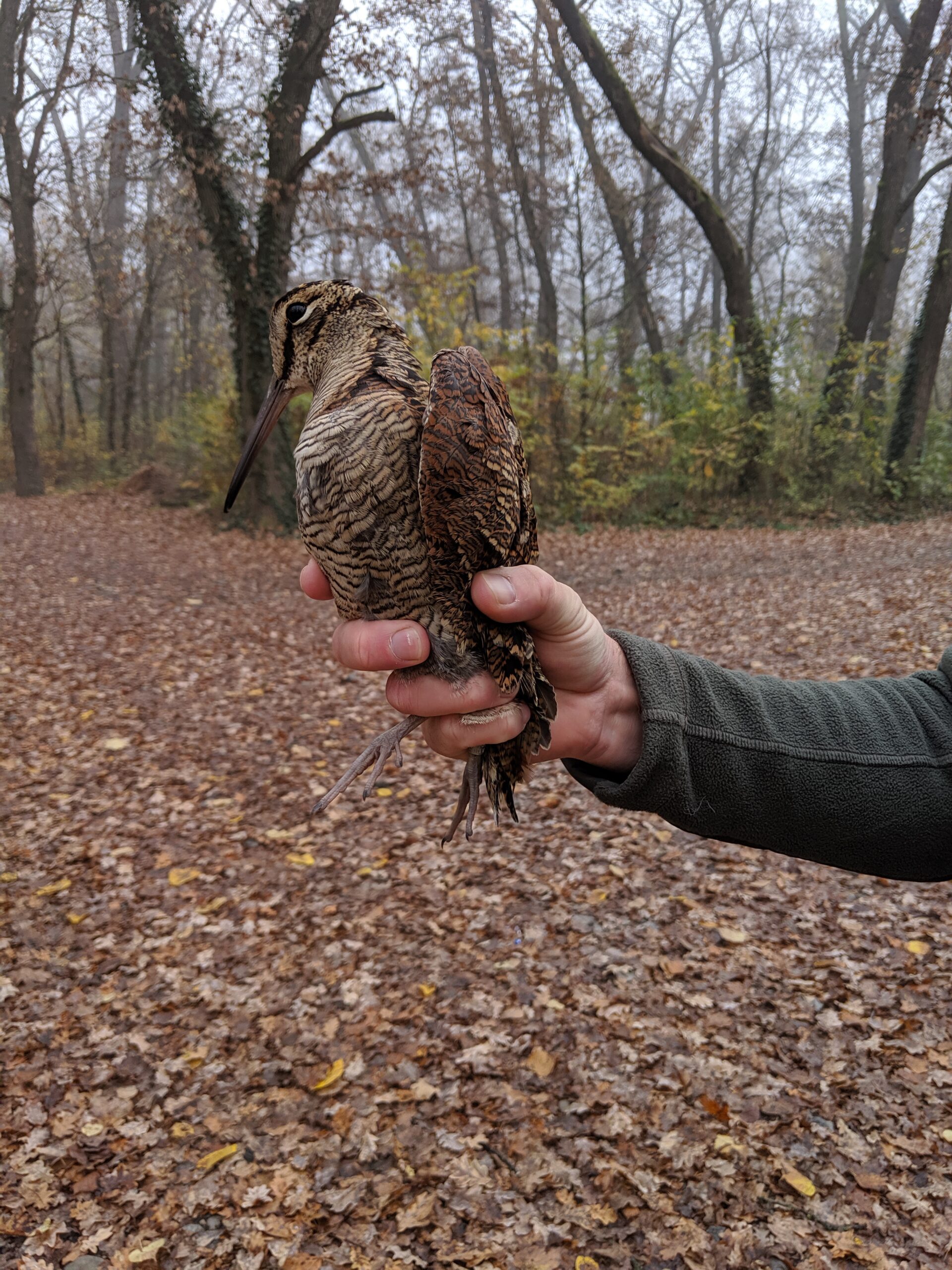 Sitari de pădure rătăciți în oraș – Milvus Group