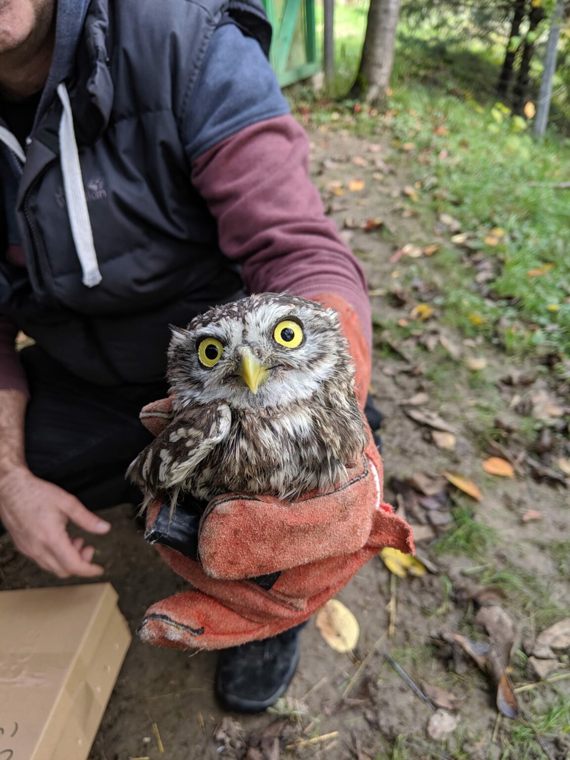 Milvus Group – Bird and Nature Protection Association