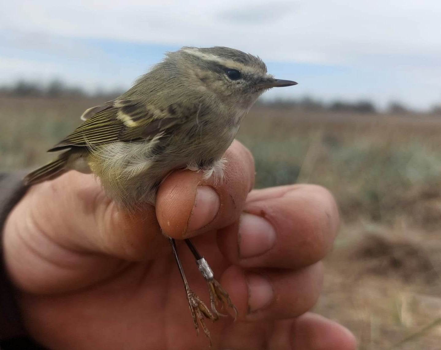 Noi rarități la tabăra de inelare de pe Grindul Chituc – Milvus Group