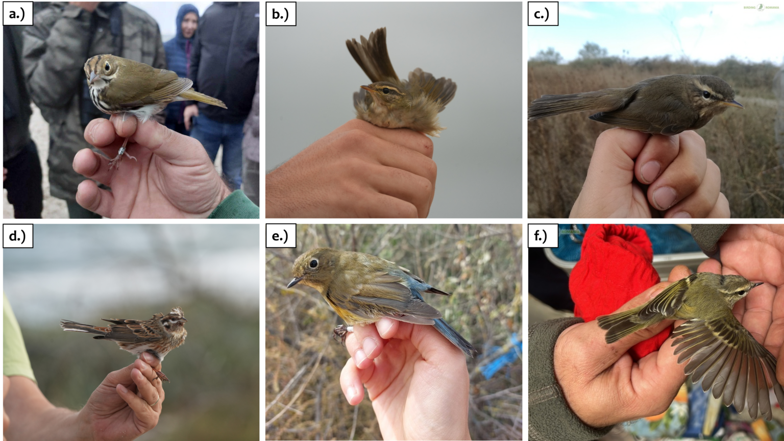 This year’s was the best Chituc ringing camp ever! – Milvus Group