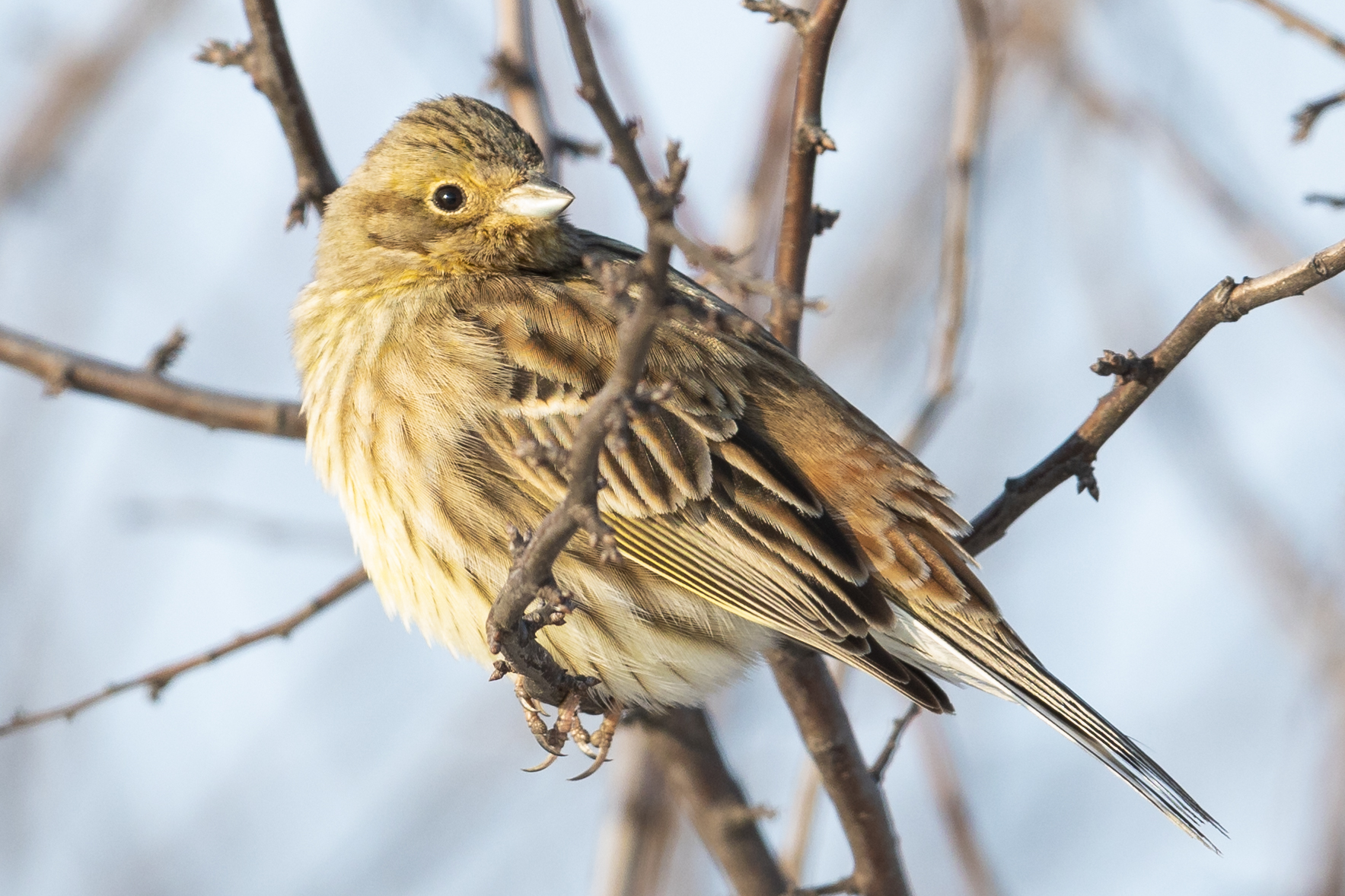 European bird monitoring trends in 2023 – Milvus Group