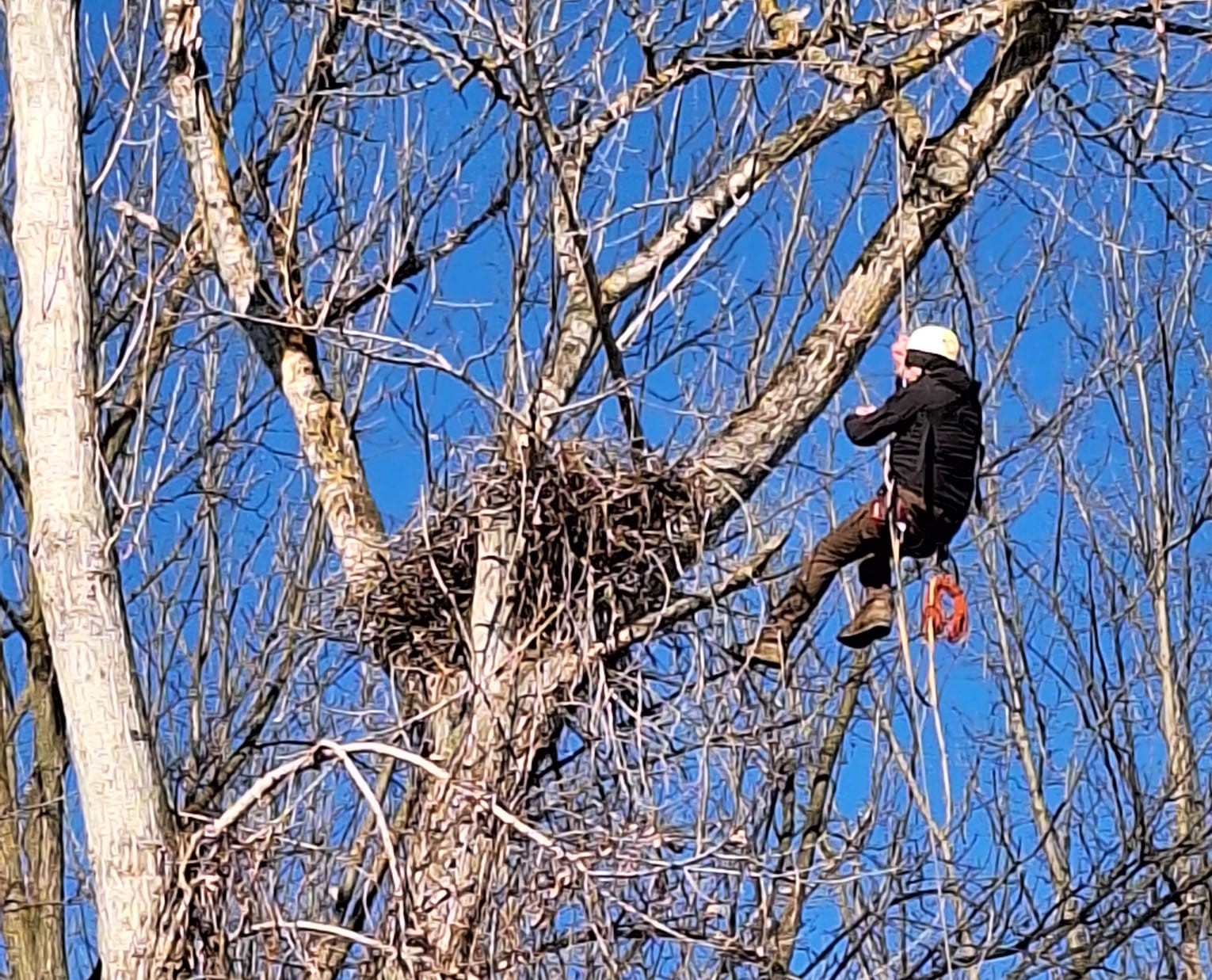 We strengthened an Imperial eagle nest – Milvus Group
