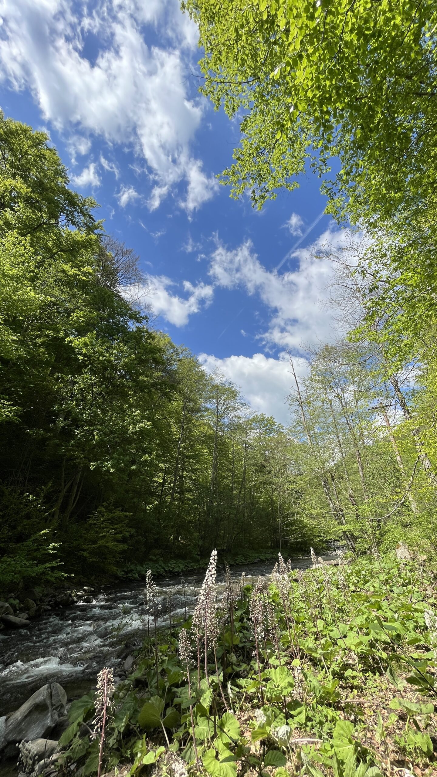 Milvus Group – Bird and Nature Protection Association