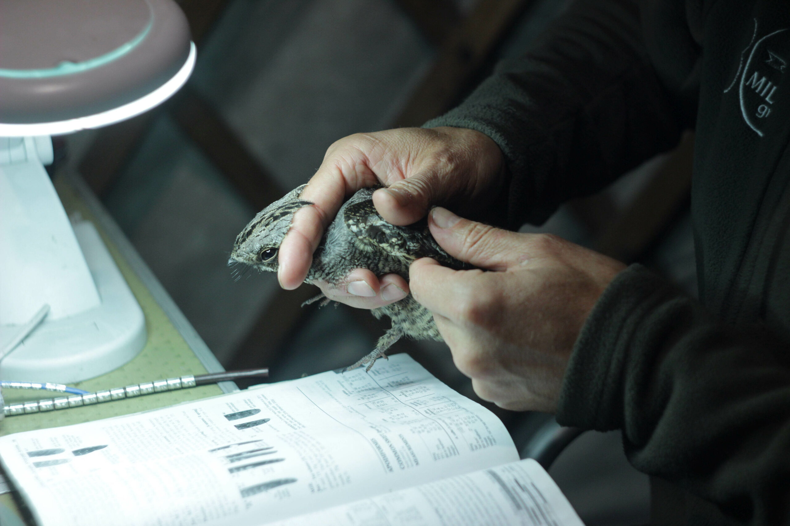 Încă o toamnă, încă un sezon de inelare pe Grindul Chituc – Milvus Group