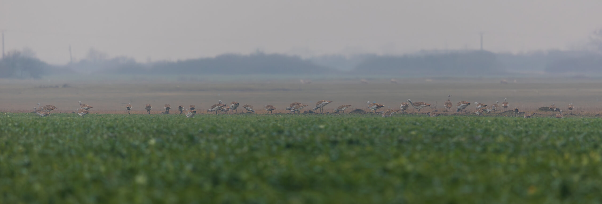 Surprisingly high number of Great Bustards in Bihor County – Milvus Group
