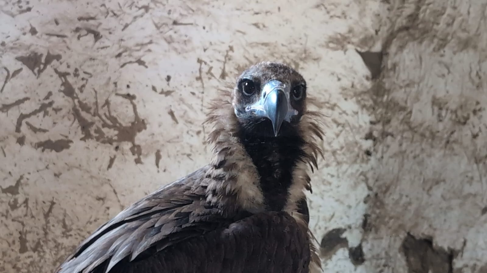 Dryan’s adventures – Milvus Group