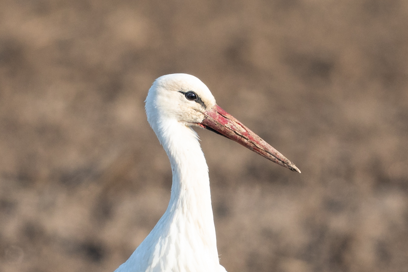 Results of the 2024–2025 International White Stork Census – Milvus Group