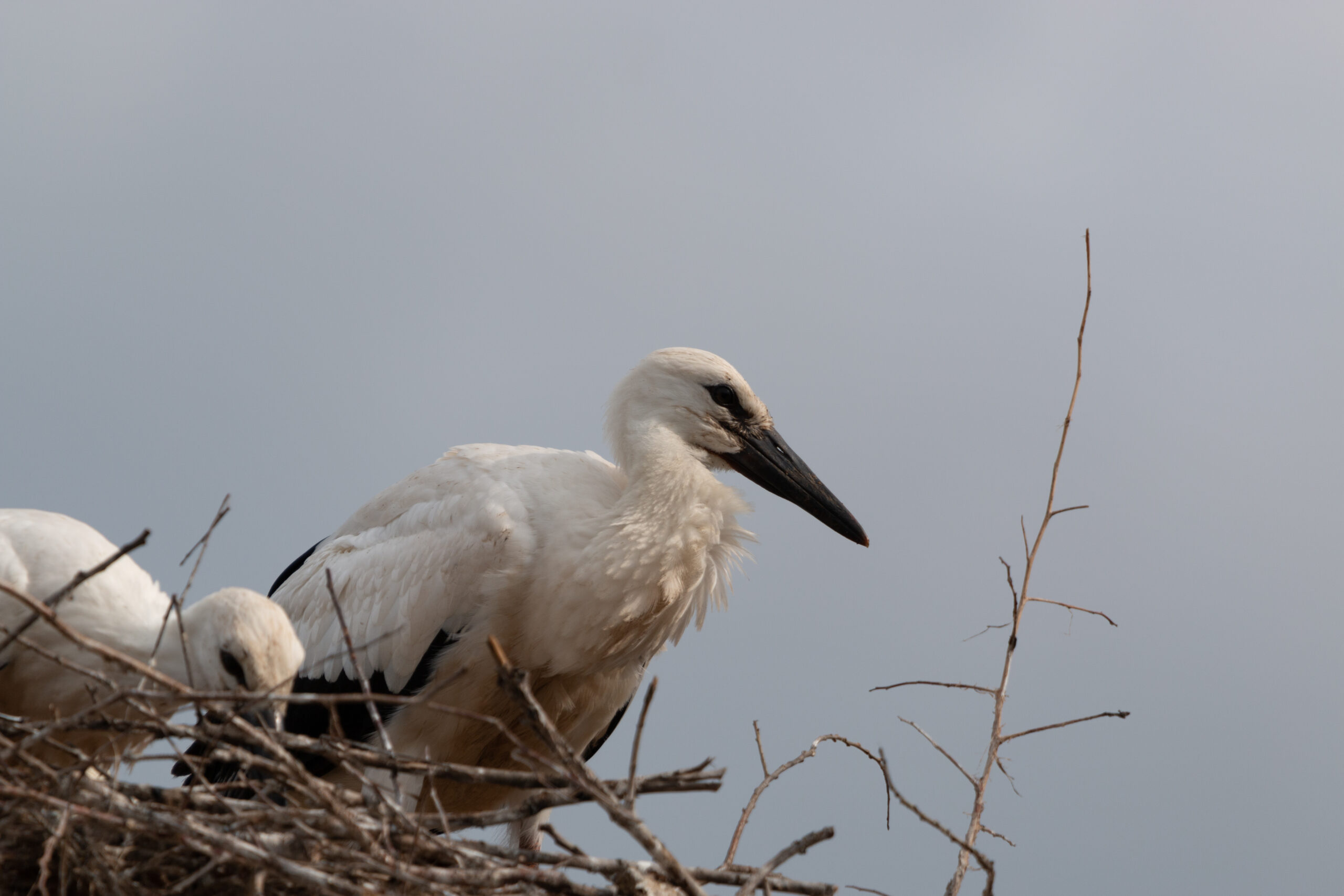 Results of the 2024–2025 International White Stork Census – Milvus Group
