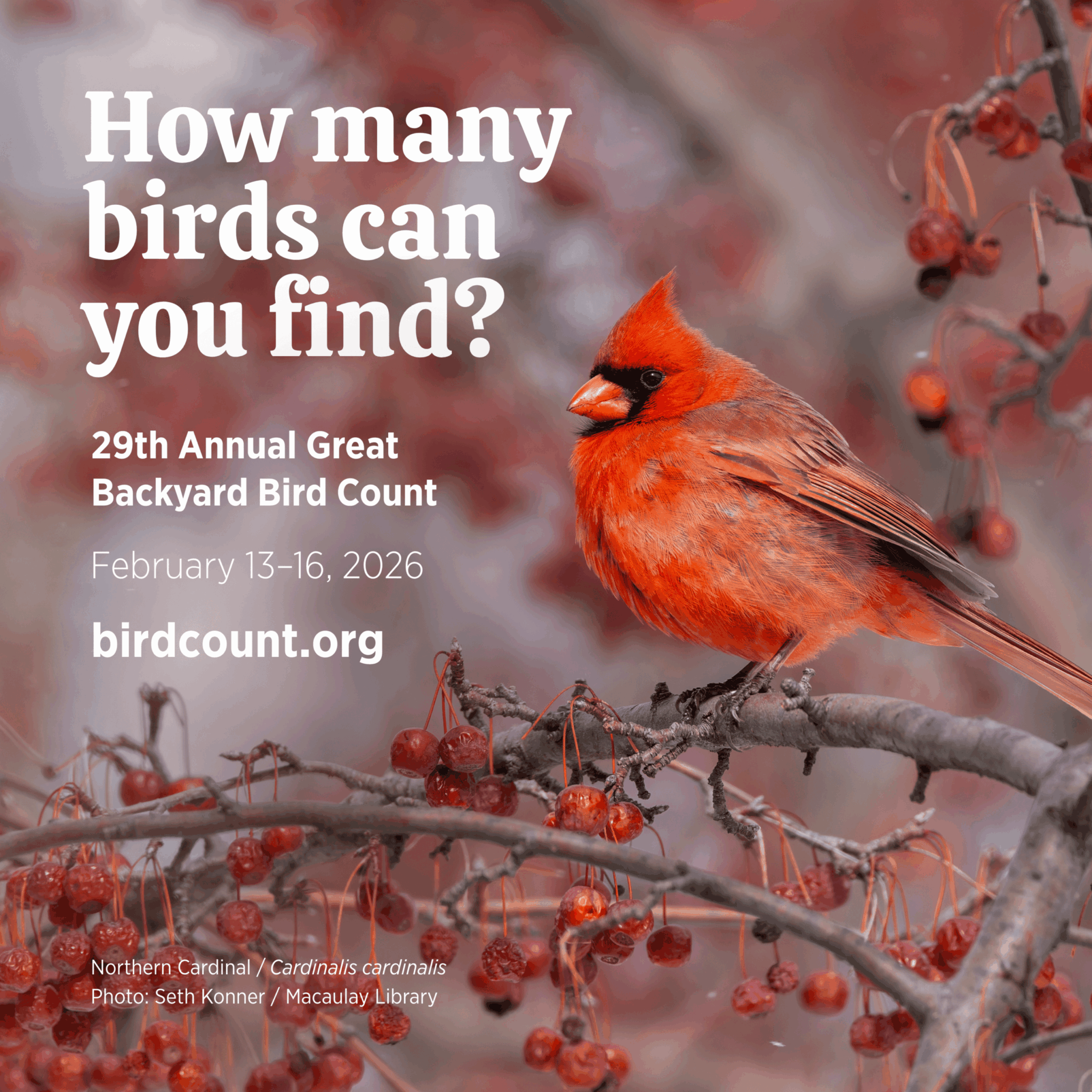 Great Backyard Bird Count 2026 – Milvus Group