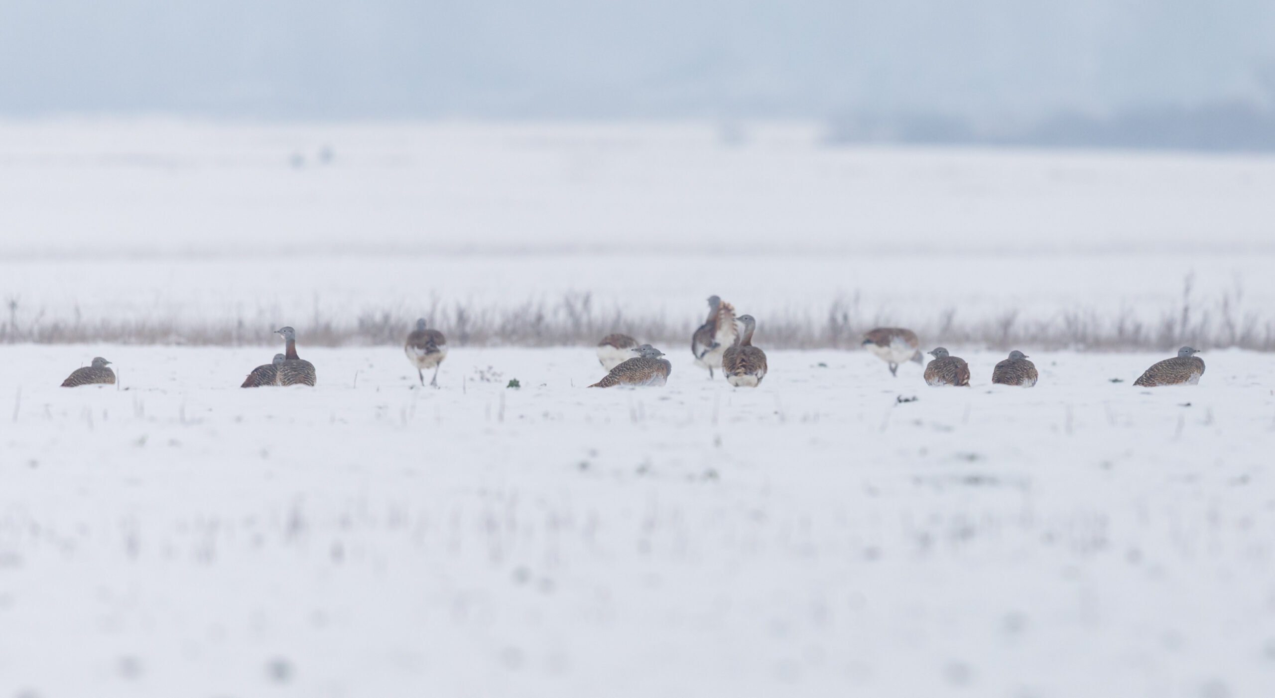 The Great bustard population is growing in the Carpathian Basin ...